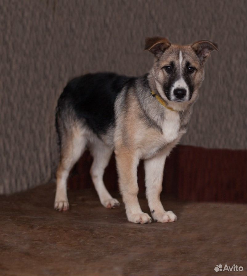 Нежная красавица - подросток Вита в добрые руки