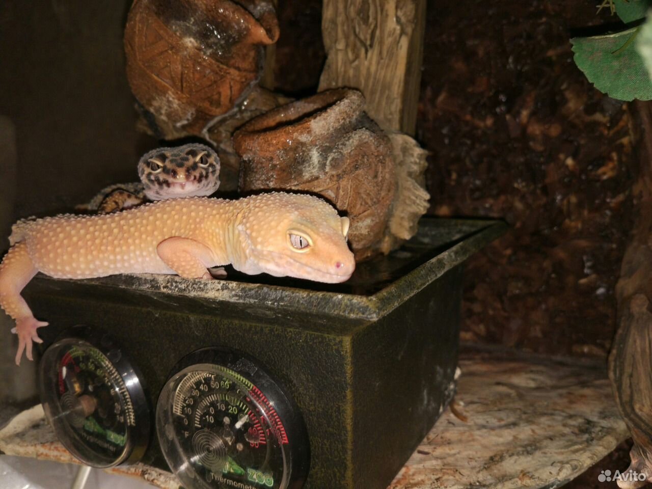 Самки эублефаров (гекконы) 6000