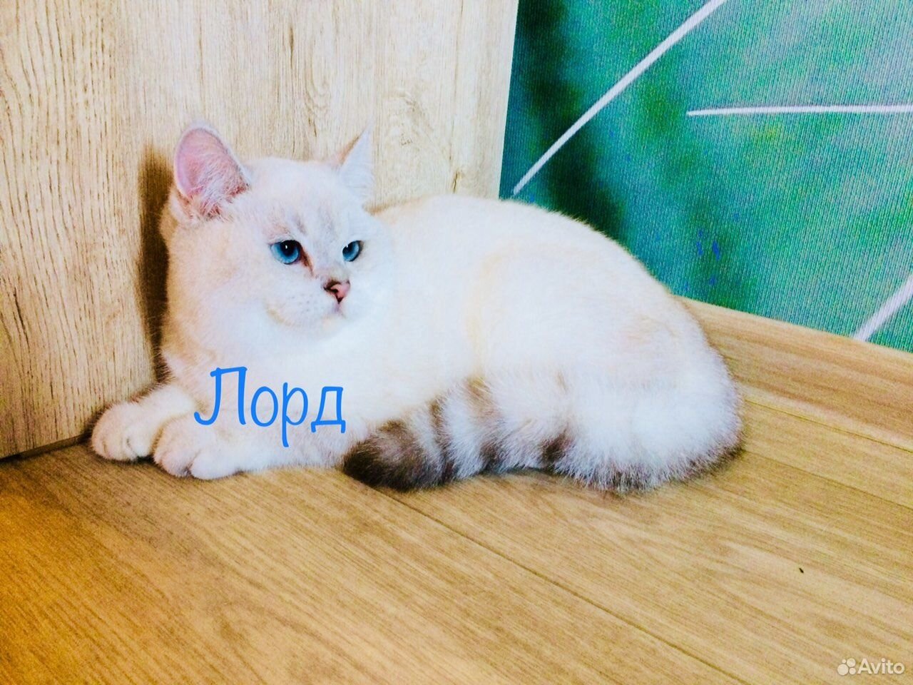 Котенок Лорд с сапфировыми глазками