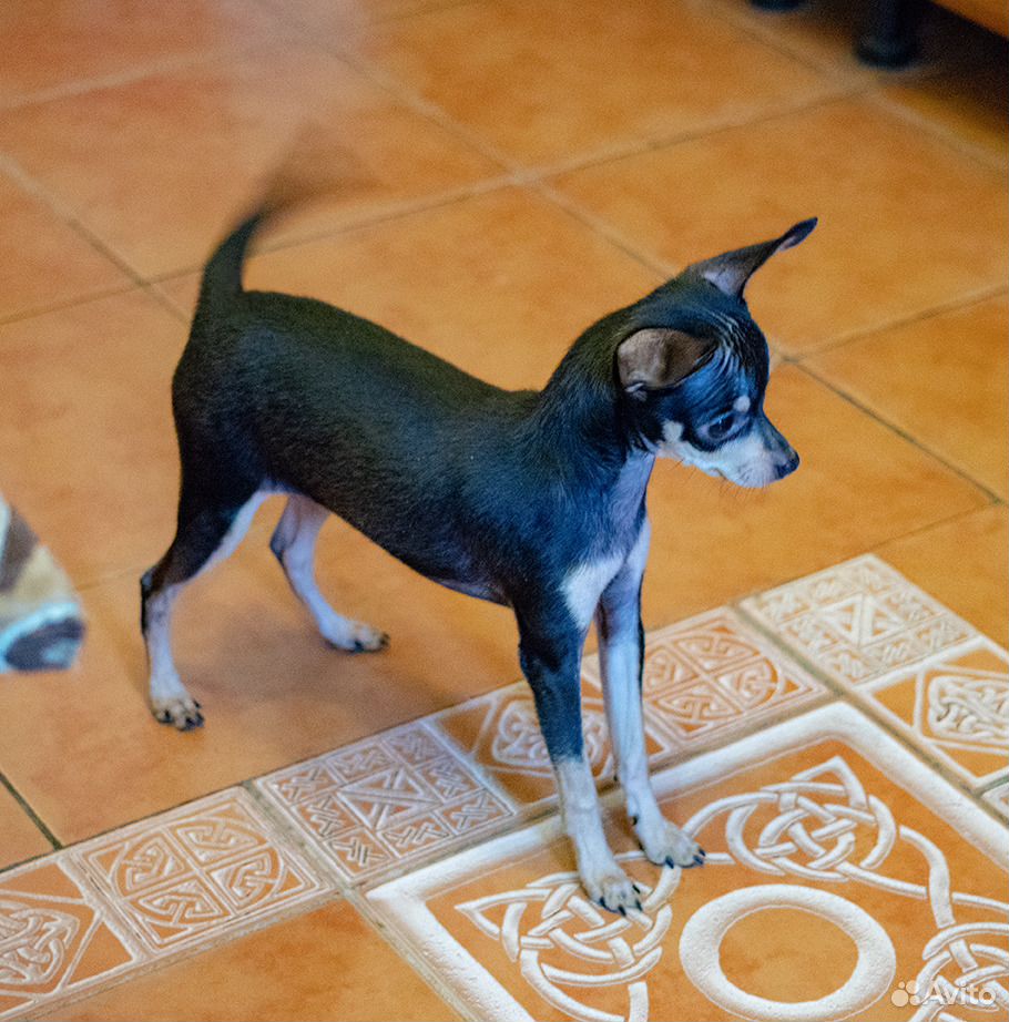 Той терьер 4 мес Кэсс