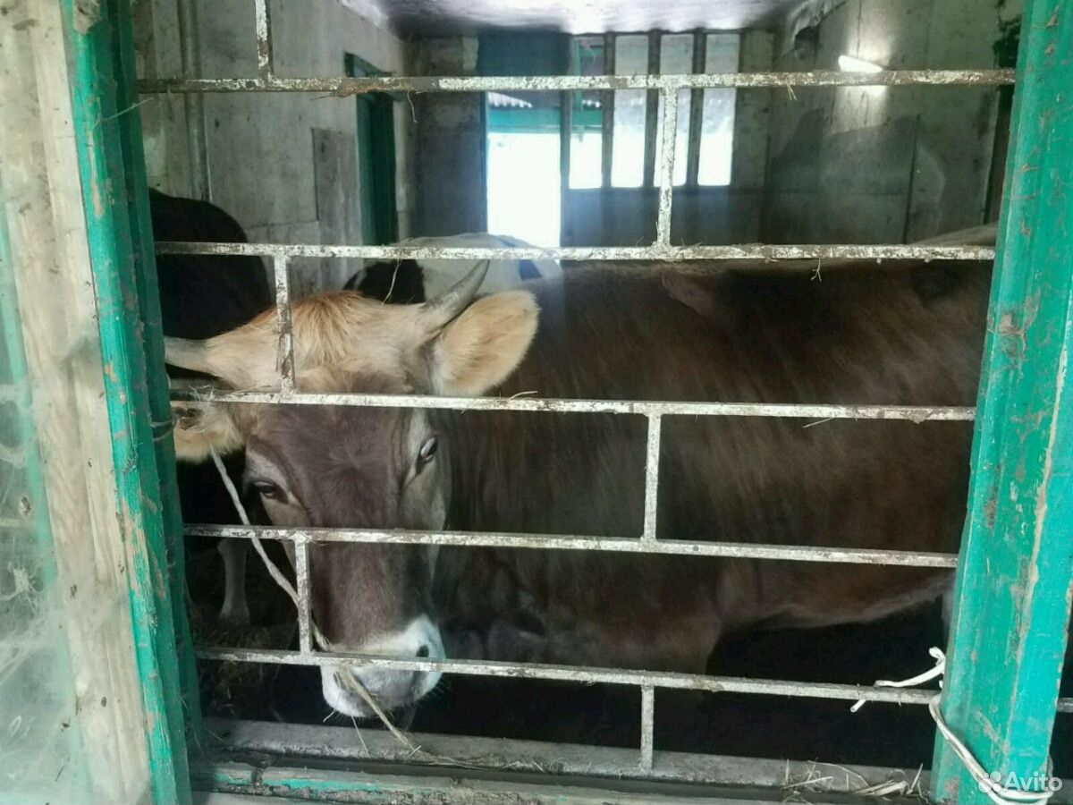 Бычок корова джерси романовские бараны