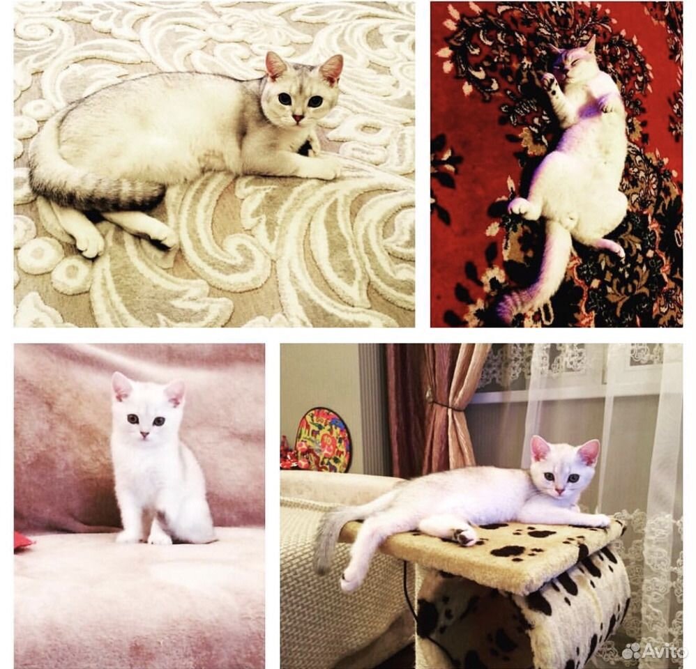 Шотландский кот. 4 года, кастрированный, по цвет Ш