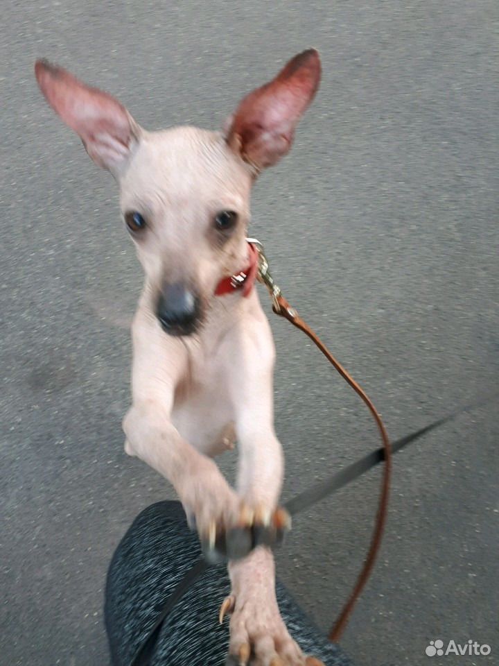 Мексиканская голая