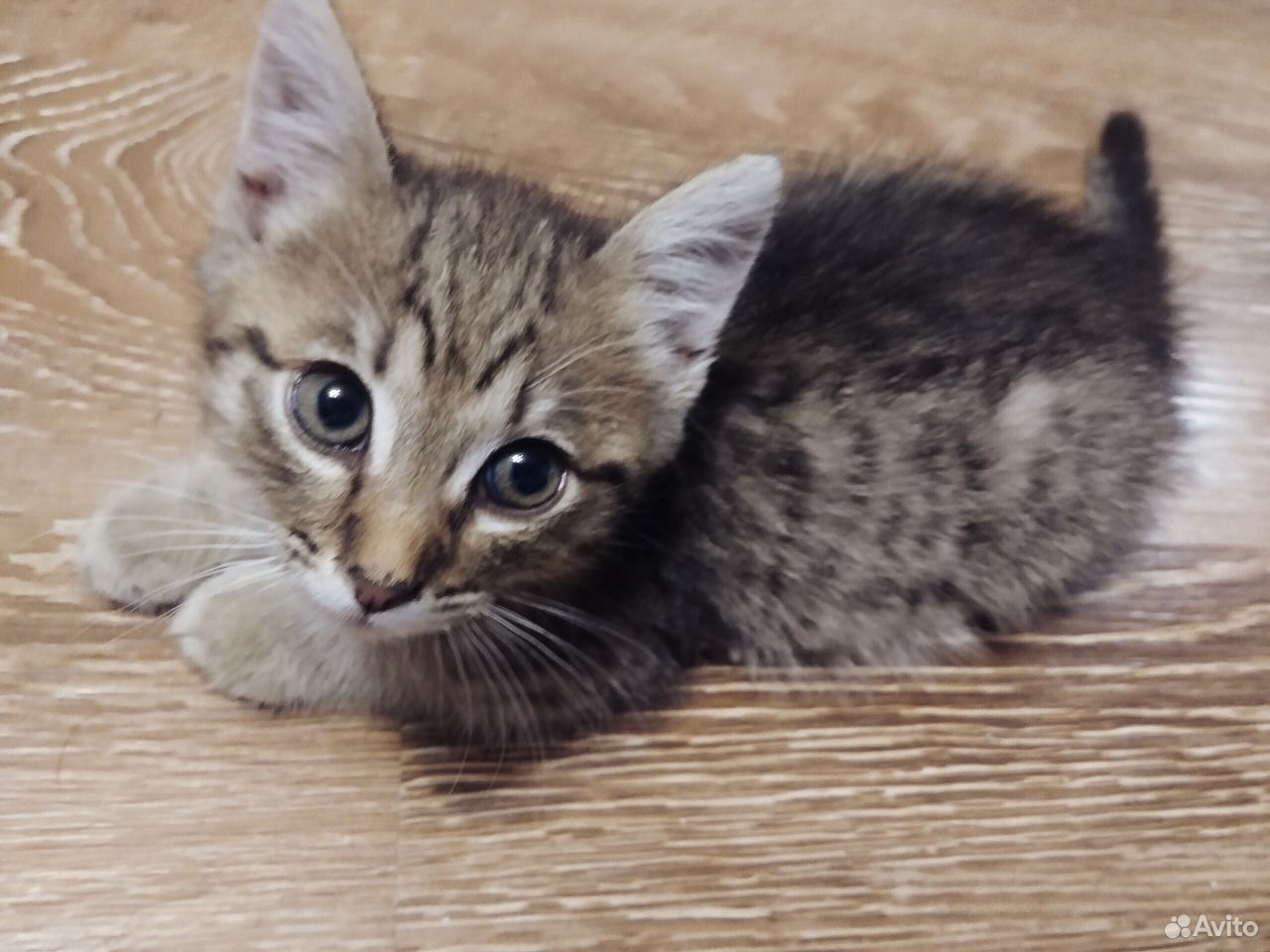 Чудесный котенок ищет дом