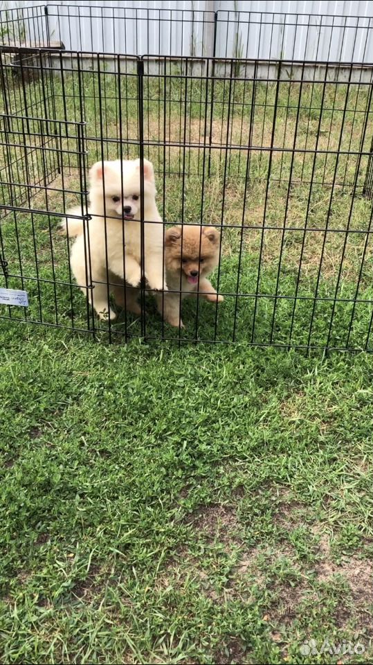 Шпицы, бу, девочка и мальчик