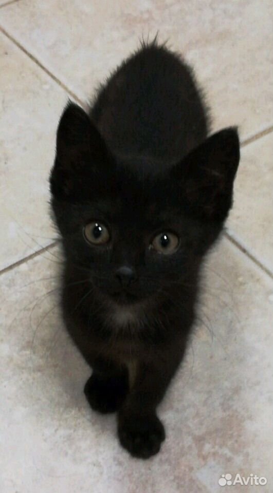 В добрые руки