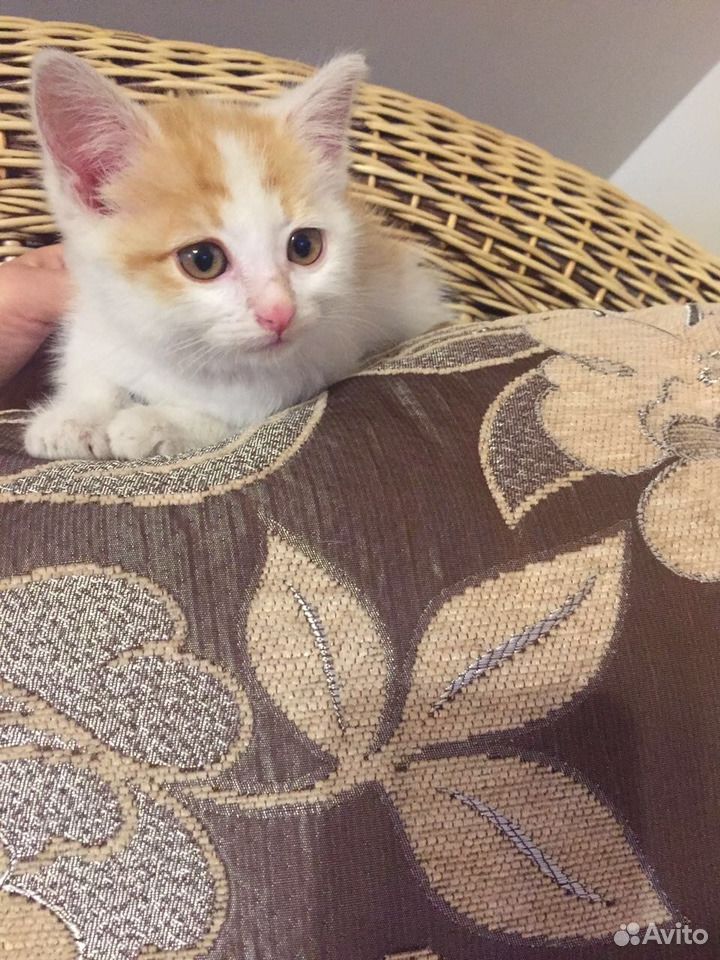 Отдам котёнка в добрые руки