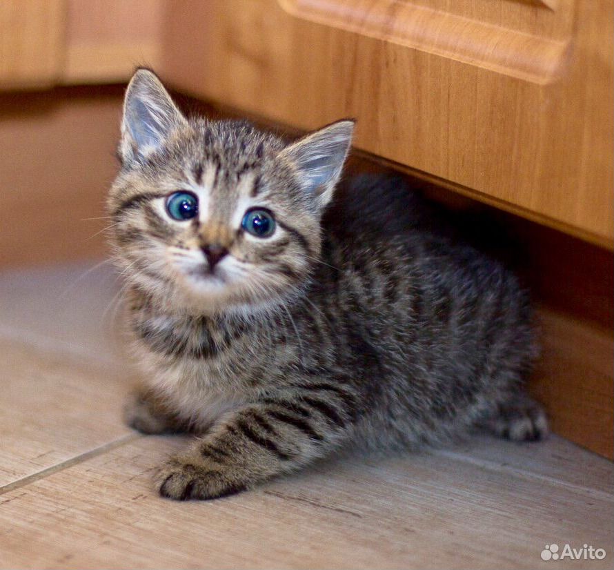 Котята Няшки в Тельняшке в дар в добрые руки