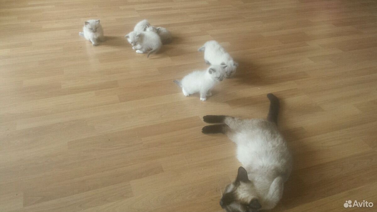 Сиамские котята