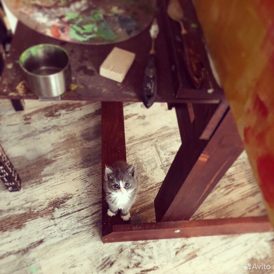 Котёнок Люсьен в добрые руки