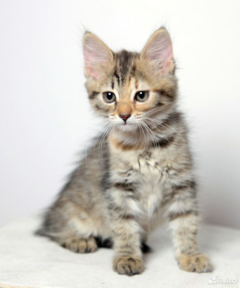 Отдам котенка. Шанель 1.5 мес