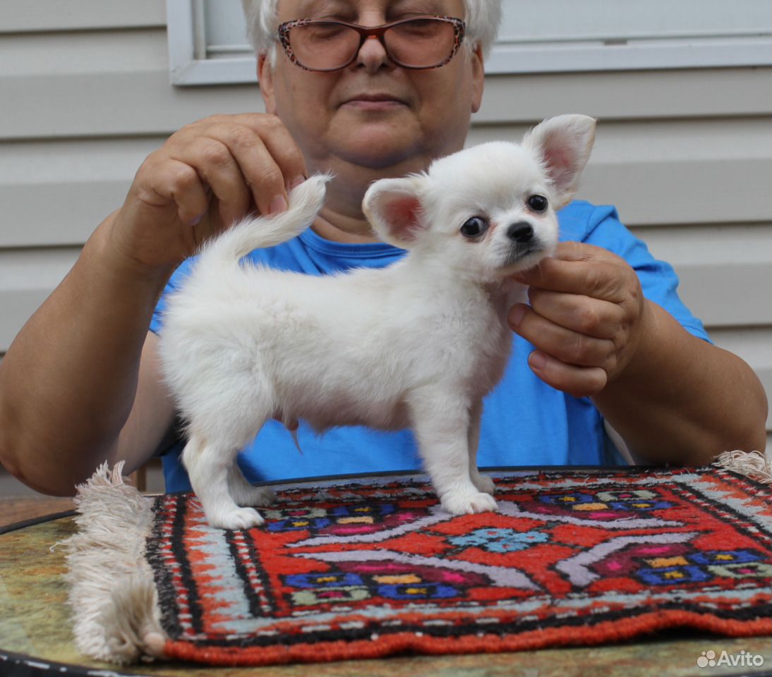 Белый пушистик чихуахуа
