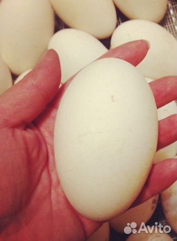 Инкубационное яйцо