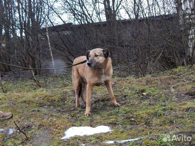 Спокойная собака Кнопочка