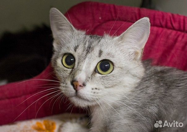 Кошечка в добрые заботливые руки