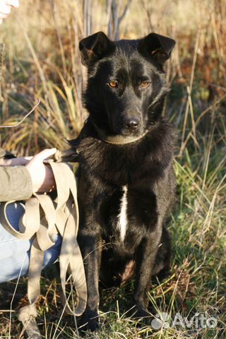 В хорошие руки - молодой мальчик Черныш