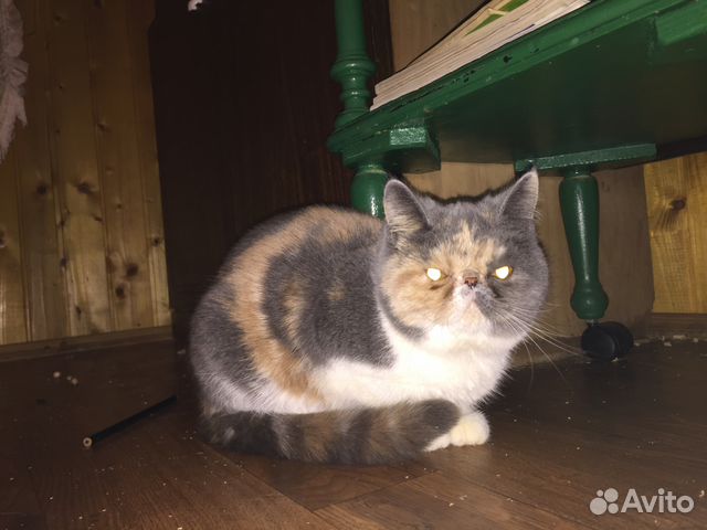 Плюшевая игрушка