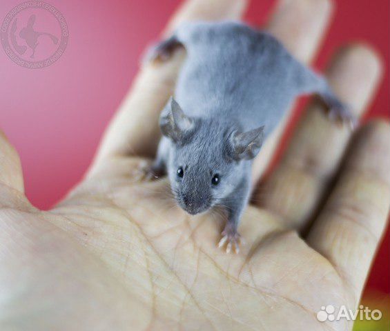 Мышонок короткошерстный сатиновый окрас голубой