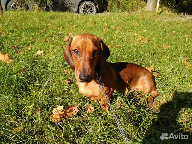 Случка (кобель стандартной таксы)