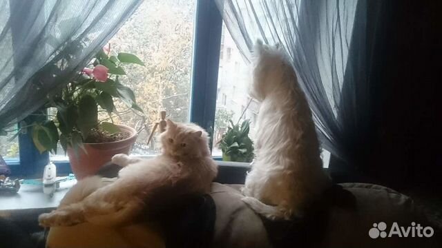 Кошка, метис британа и сибирской