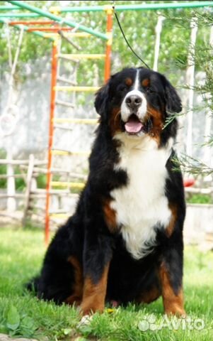 Бернский зенненхунд