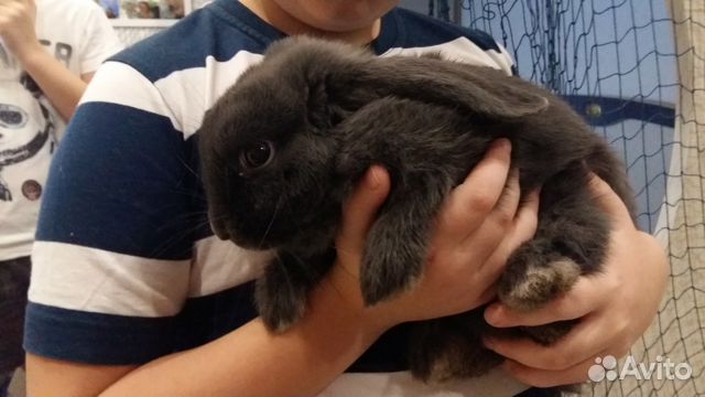 Продам крольчонка карликовый баран,девочка