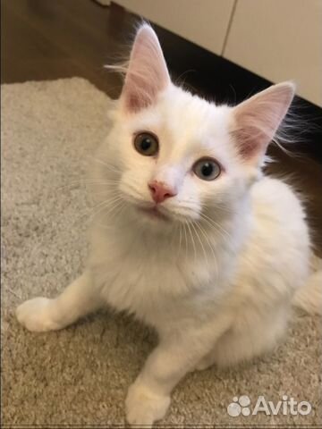 Отдам котёнка 3,5 мес