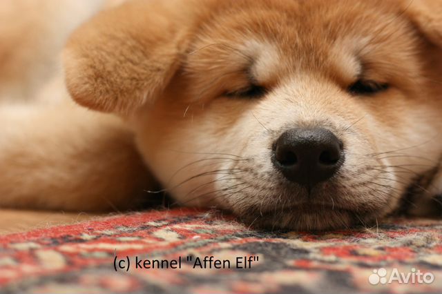 Малыш Хатико