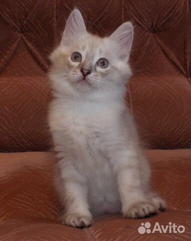 Невский маскарадный котенок