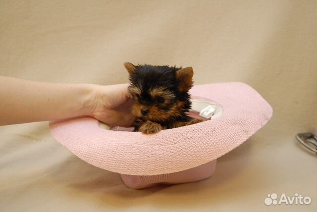 Йоркширский терьер