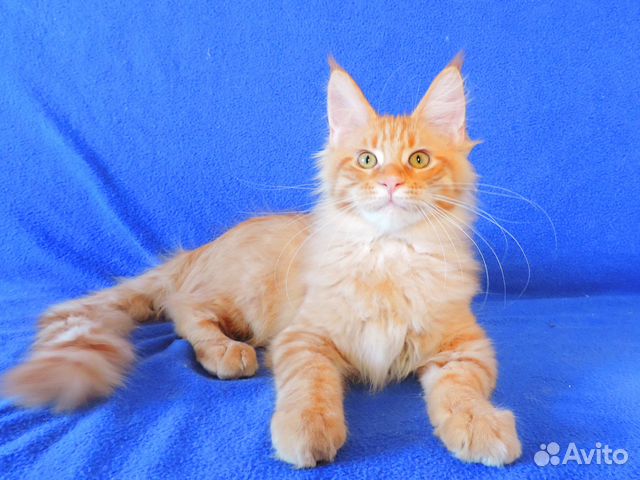 Котёнок Мейн-кун, с улыбкой чеширского кота