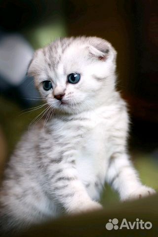 Котенок вислоухая девочка