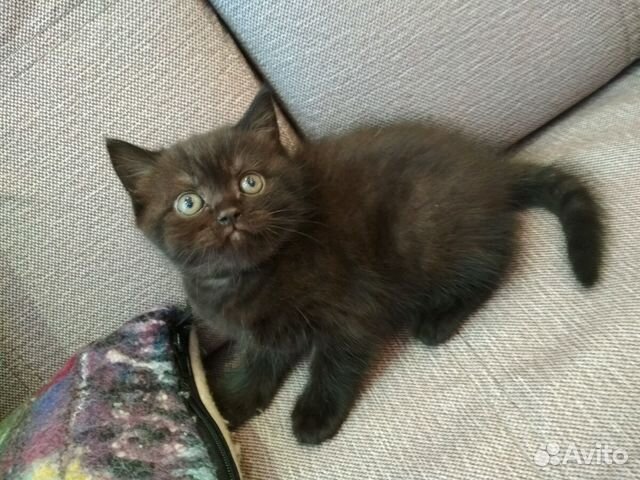 Британский катенок. Девочка. 1,5 мес