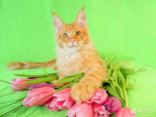 Удивительный котёнок