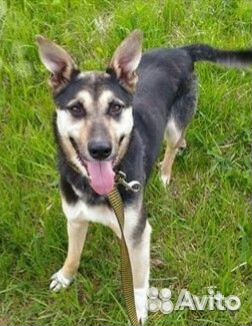 Борис-позитивный, ласковый, небольшой по размеру