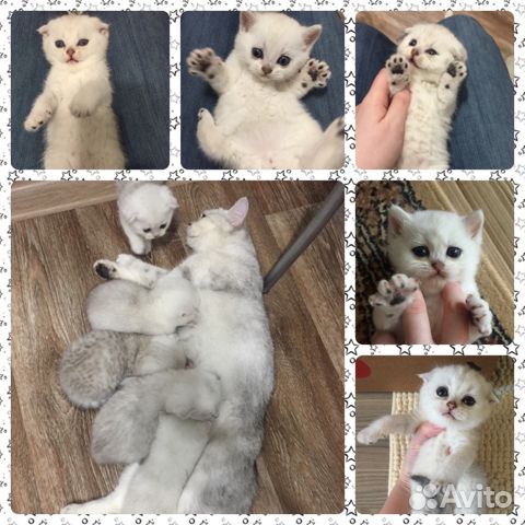 Британские котята. Окрас серебренная шиншилла