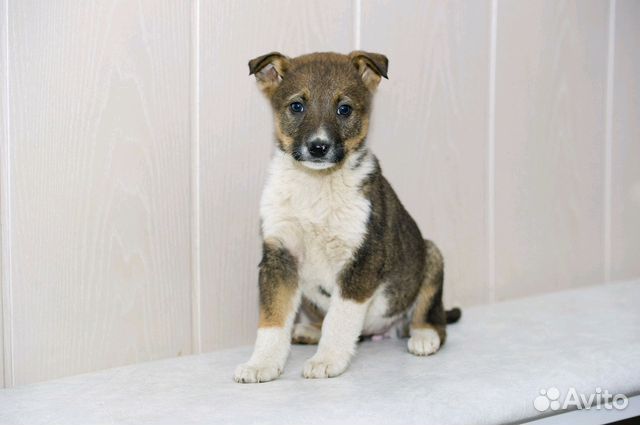 Плюшевая щенуля попала в отлов