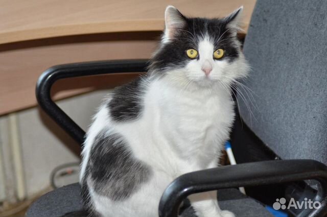 Джек Воробей в поисках дома