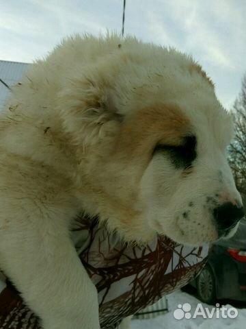 Щенок среднеазиатской овчарки