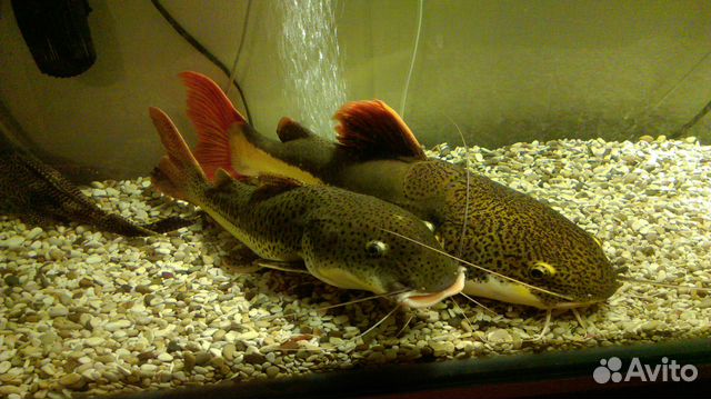 Крупные сомы бесплатно