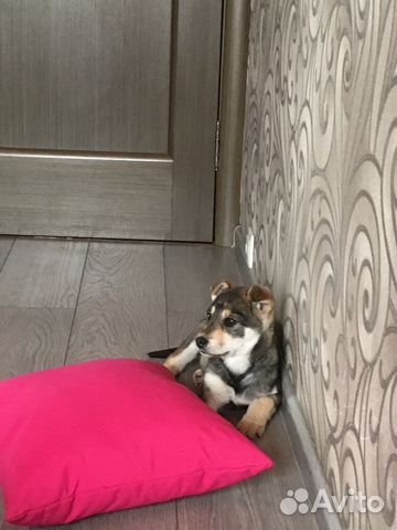 Малышка Мона в дар