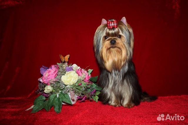 Йоркширский терьер, мальчик 14.04.2017