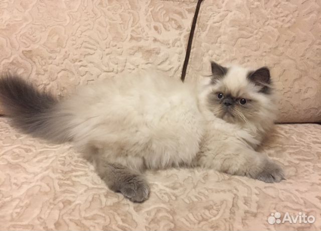 Персидский красавчик