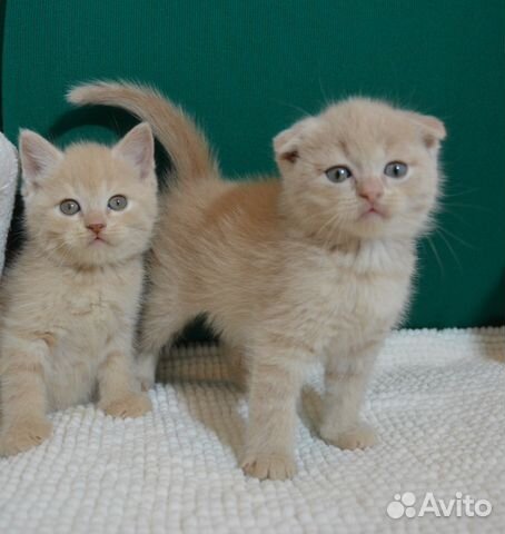 Нежно кремовые котята