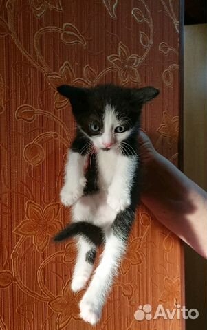 Очаровашки в дар