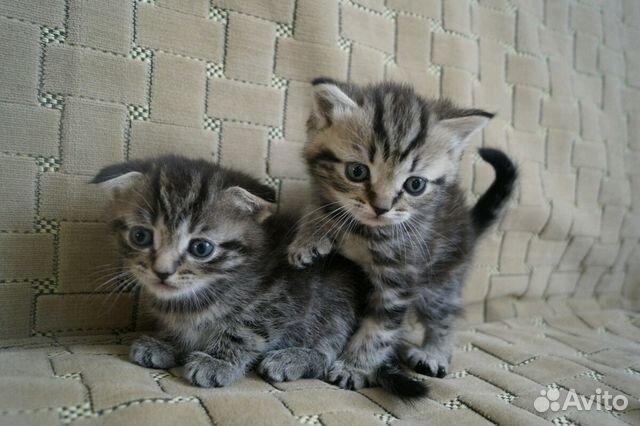 Милые шотландцы