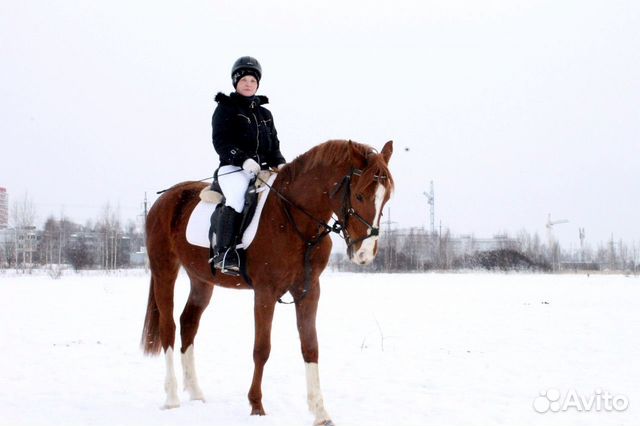 Универсальный мерин на движениях