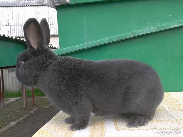 Чистокровные Венские Голубые кролики и крольчата