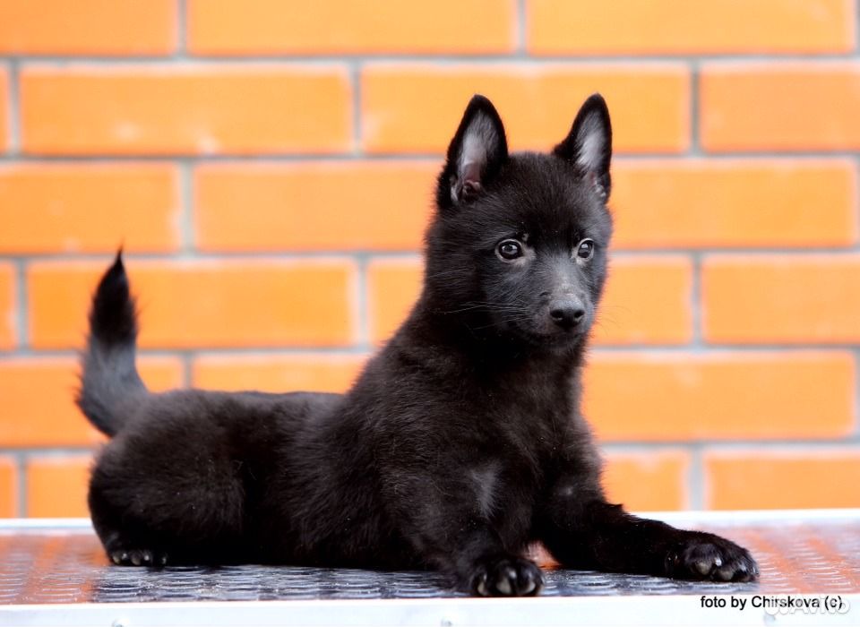 Схипперке мини овчарки для вашего удобства
