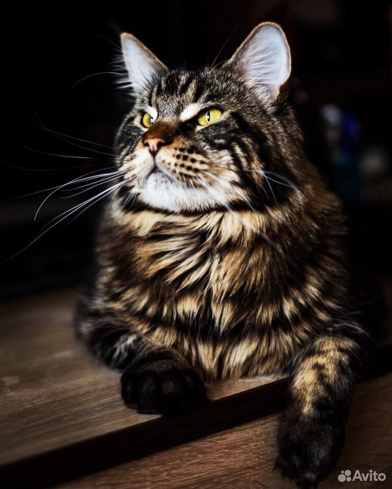 Вязка с котом